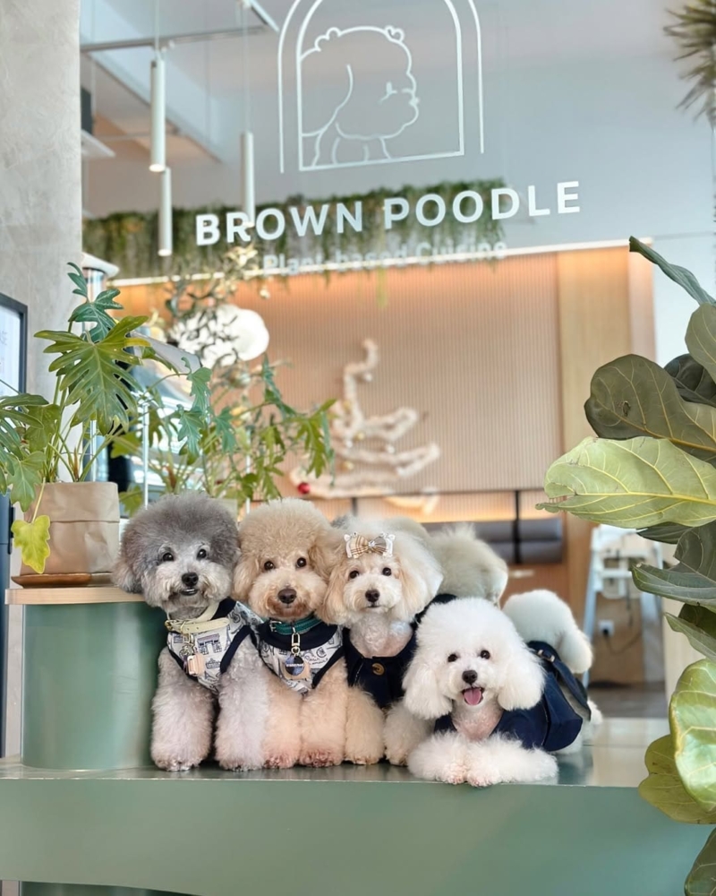 7 Pet-Friendly Cafes in Penang: Paw-some Spots to Eat and Chill