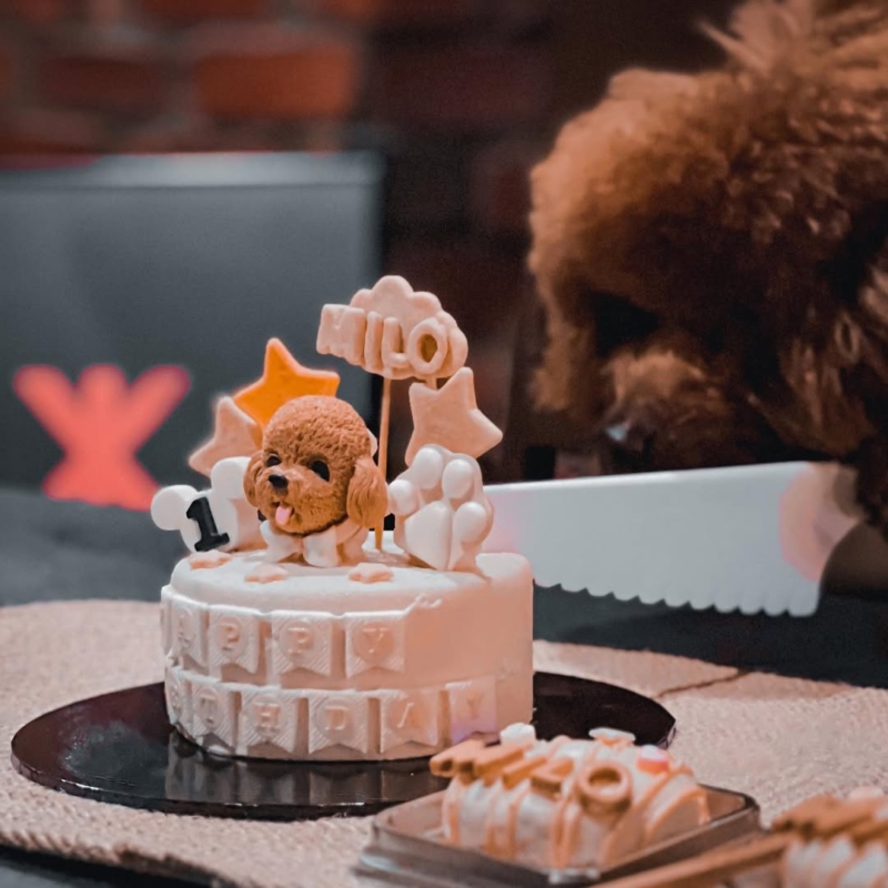 7 Pet-Friendly Cafes in Penang: Paw-some Spots to Eat and Chill